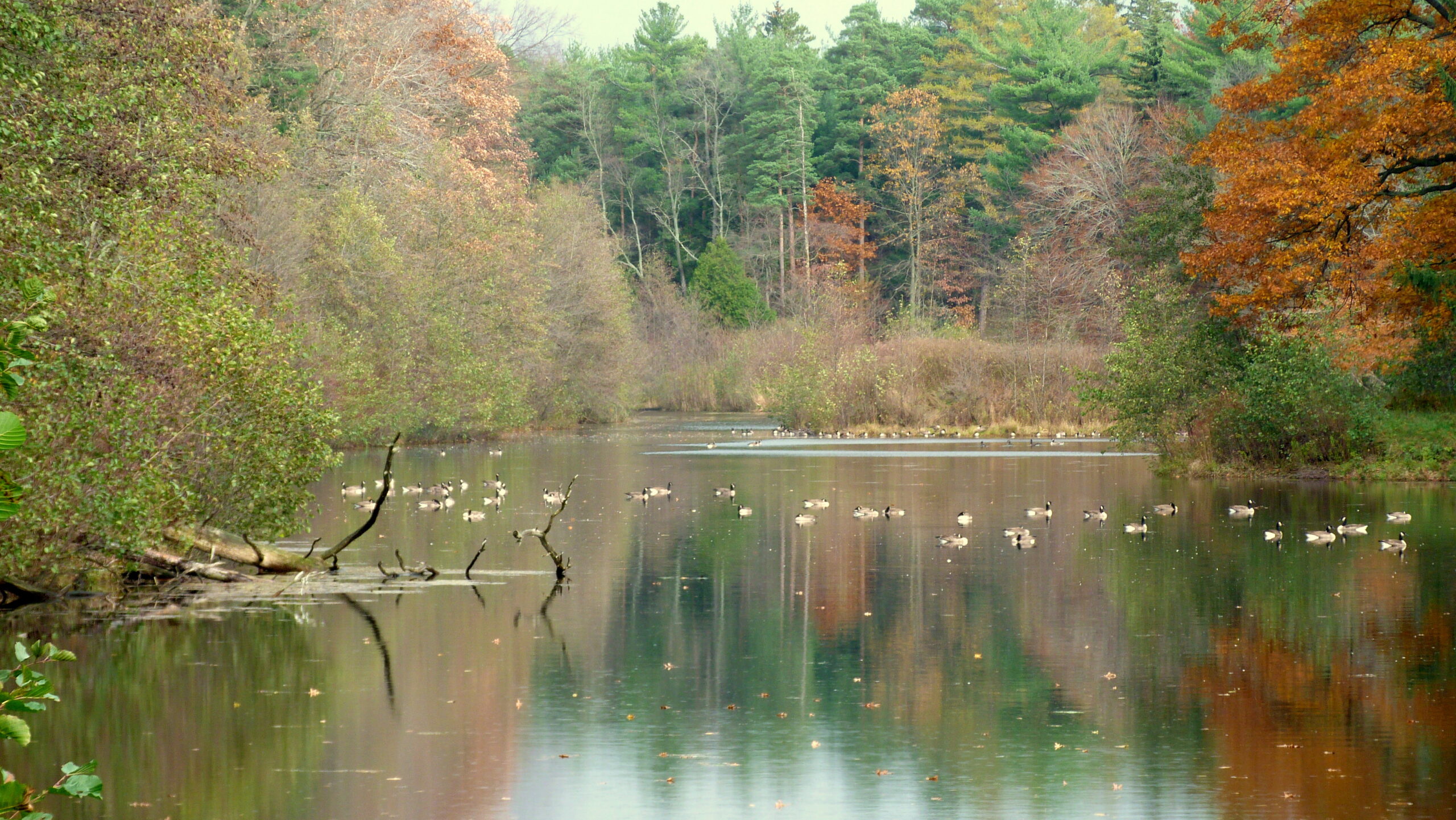 Strengthening Crown Forest Sustainability with Genetics - FGCA